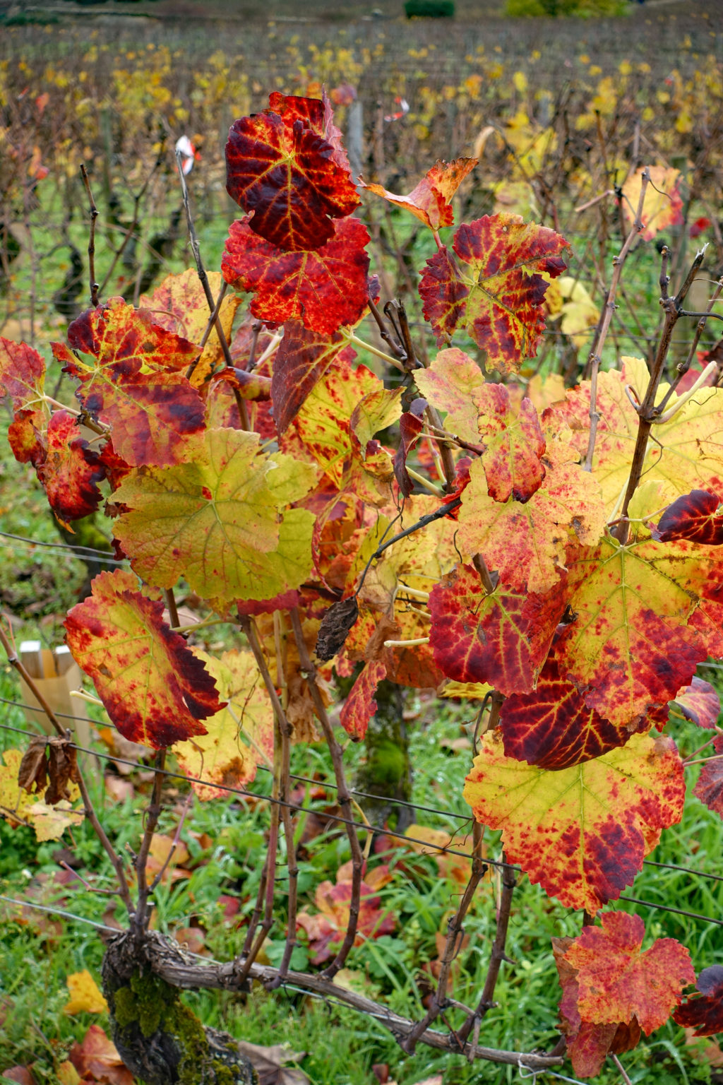 fall-colors-burgundy-vineyard